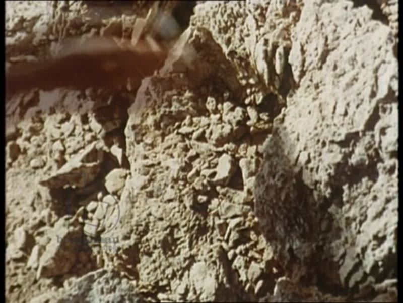 Bahrain 1960s - herd of goats in the barren desert landscape. Two ...