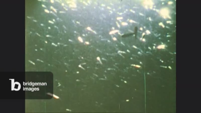 Image of Unites States, 1970s: microscopic view of deep sea creatures