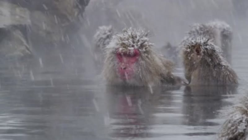 Image of The Japanese Macaque (Snow) Monkeys enjoying a bath in the