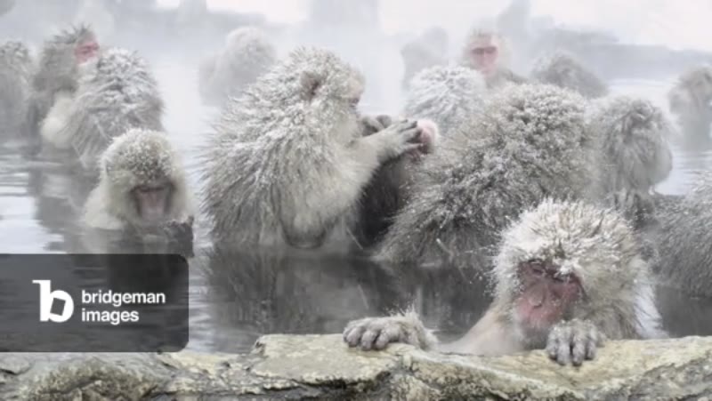 Image of The Japanese Macaque (Snow) Monkeys enjoying a bath in the