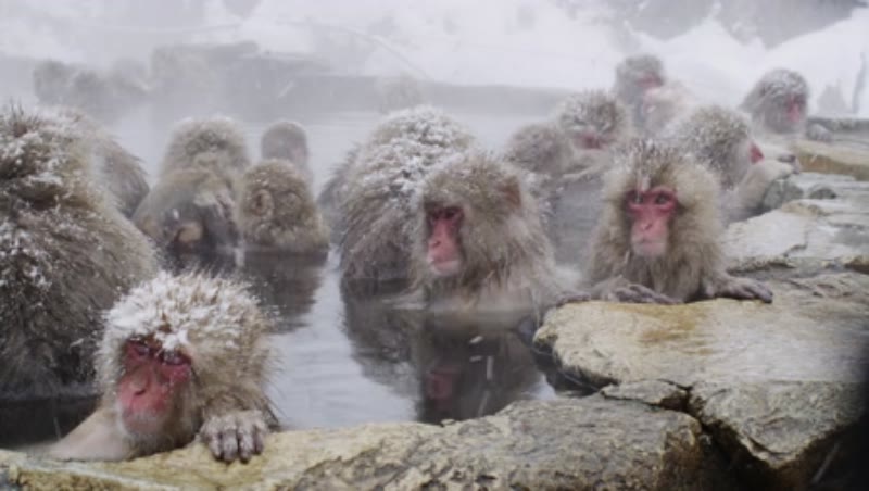 Image of The Japanese Macaque (Snow) Monkeys enjoying a bath in the