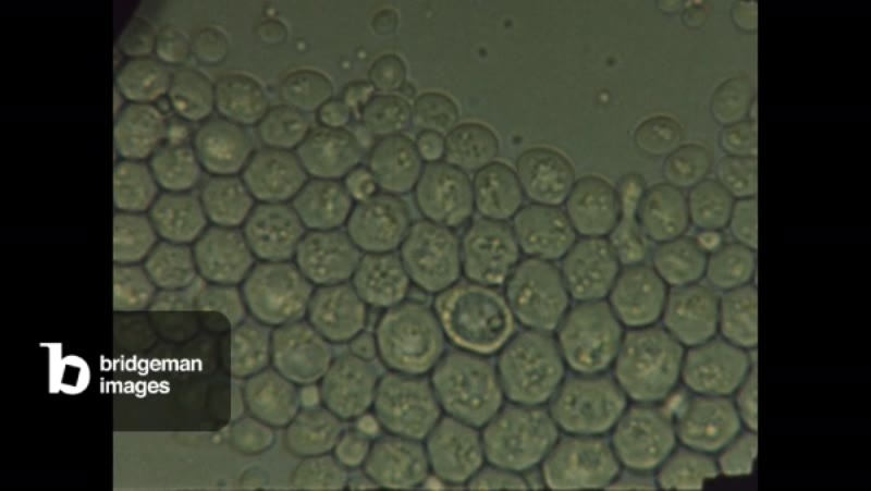 Image of 1960s: Cluster of single-celled organisms move under ...